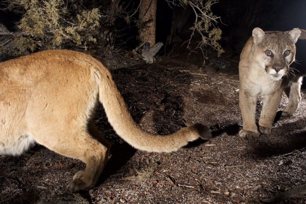 New study reveals more about Yellowstone cougars | North Fork ...
