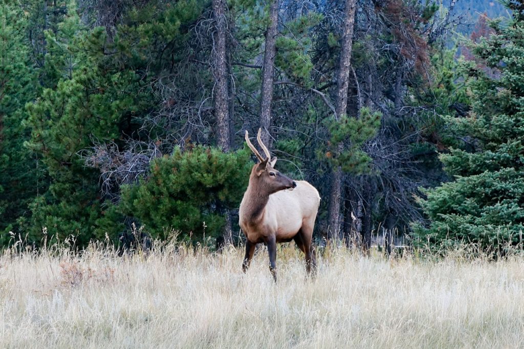 Last caribou herd in lower 48 ‘functionally extinct’ | North Fork ...